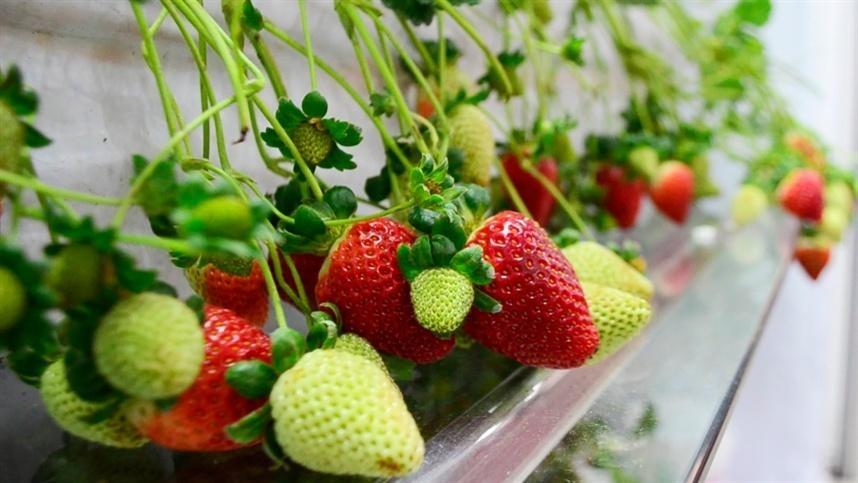 Epagri trabalha para aumentar produtividade de morango em Santa ...