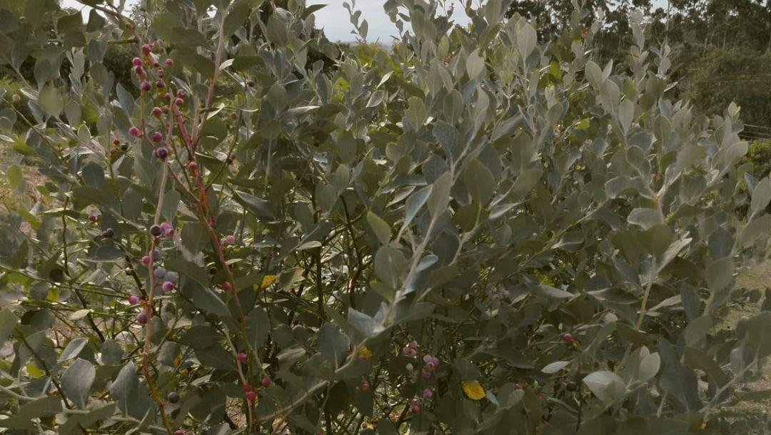 Mirtilos: A Nova Fruta que Ganha Espaço na Agricultura Familiar do Alto ...