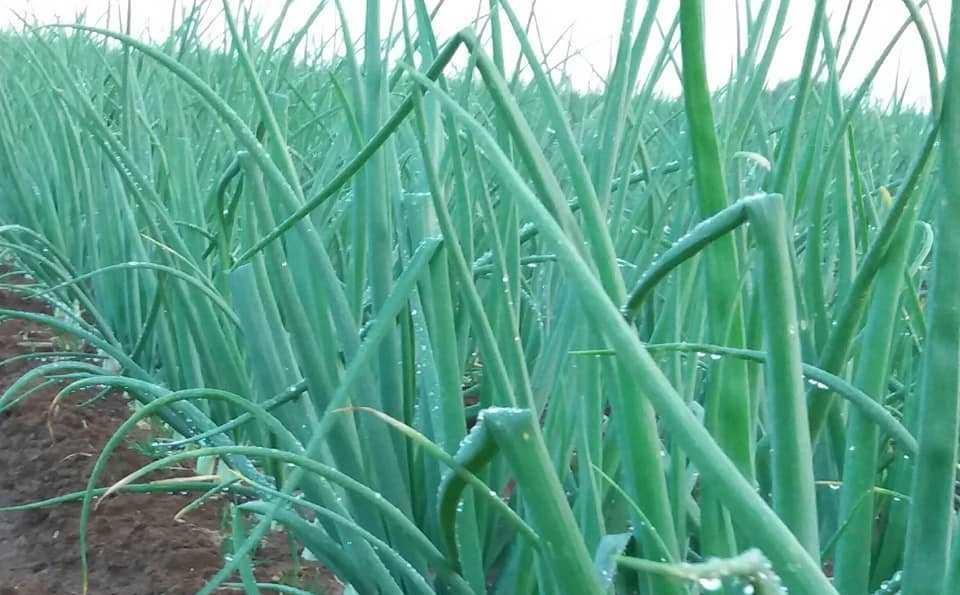 Presidente da Aprocesc solicita agilidade no processo de regularização ...