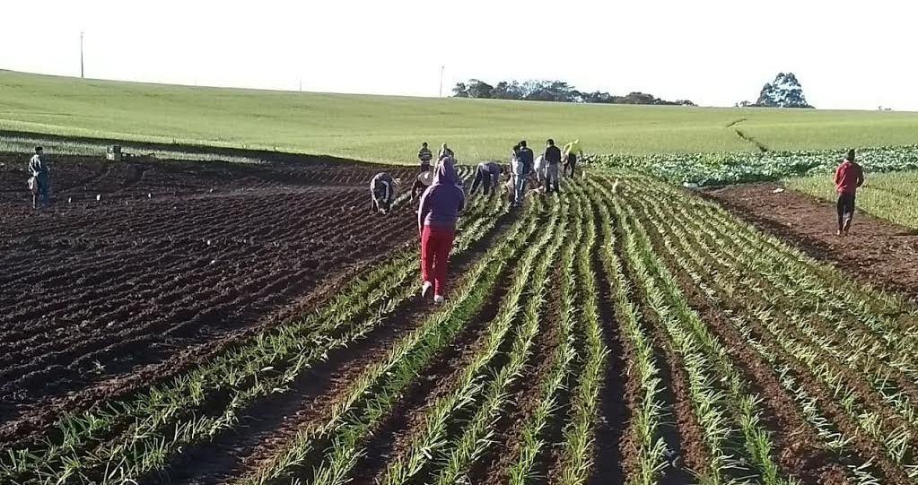 Videoconferência debate contratação de mão de obra rural na Região da ...